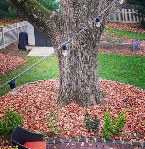 Why Leaves Fall From Trees In Autumn The National Wildlife Federation Blog