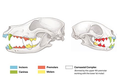 Carnivore Teeth Designed For A Carnivorous Feeding Strategy