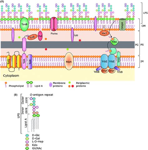A Structure Of The Gram Negative Bacterial Cell Envelope The Download Scientific Diagram