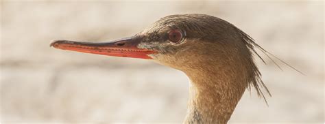 Ich Bin Jung Und Sehr Fotogen Foto And Bild Tiere Wildlife Wild