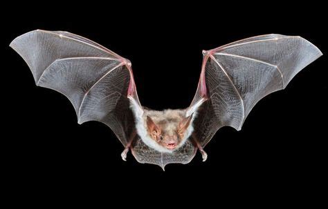 Vampire Bat Diaemus Youngi Aka The White Winged Vampire Bat Just