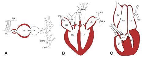 Reptile Heart Diagram
