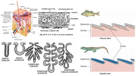 Vertebra Definition Structure Development Biology Notes Online
