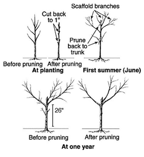 Advice For Pruning My White Peach R Gardening