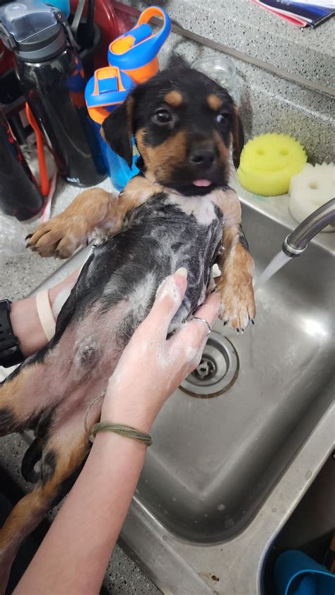 I Have A 6 Month Old Rottweiler And I Feed Him 5 Cups Of Food