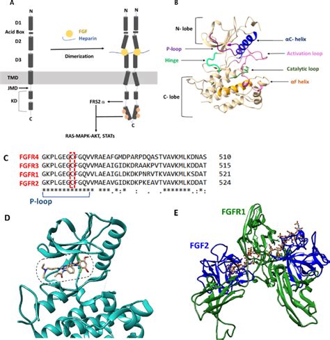 A Activation Of Fgfr The Extracellular Ligand Binding Domain Of Fgfr