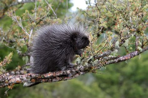 Do Porcupines Hibernate Why How Long Where Naturenibble