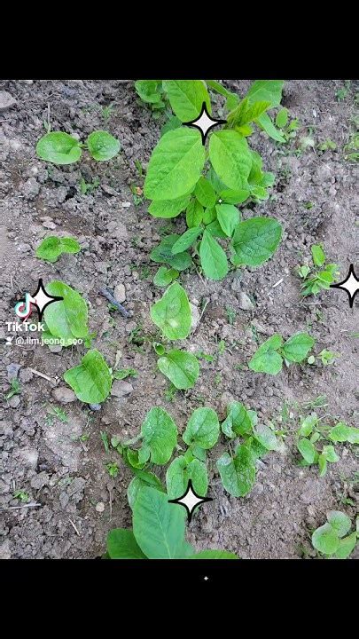 조선 우엉을 심어놓고 아무리 기다려도 올라올 기미가 없어콩을 심었더니 둘다 잘어우러져서 이쁘게 잘자란다~~♡♡🇻🇳🇰🇷 Youtube