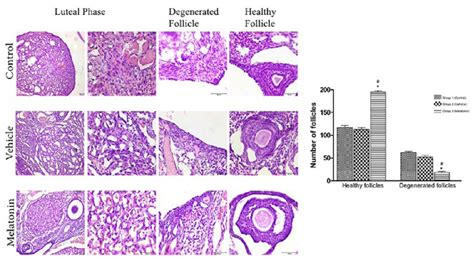 Histomorphometric Analysis Download Scientific Diagram