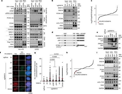 Break Induced Telomere Synthesis Promotes Rad18 Dependent Interaction Download Scientific