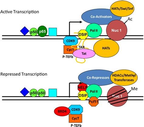 Genes Special Issue Chromatin Dynamics
