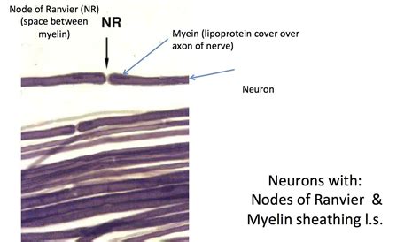 Longitudinal View Of Neuron With Node Of Ranvier