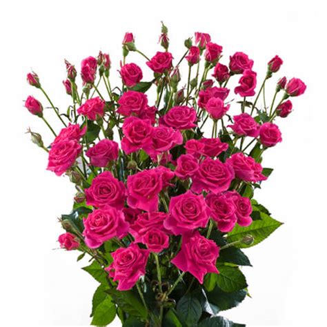 Collection Types Spray Roses Green Valley Floral