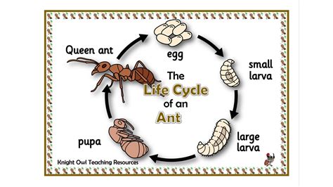 Life Cycle Of An Ant