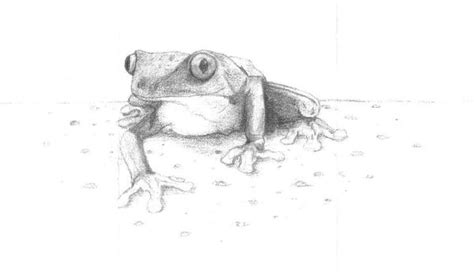 Red Eyed Tree Frog By Belovedartist On Deviantart