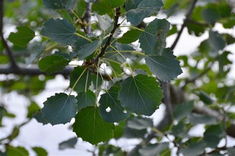 How To Identify Aspen Trees A Comprehensive Guide