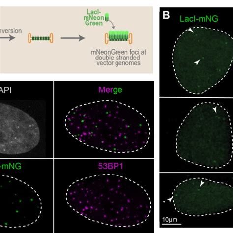 Raav Vector Genomes Vg Are Recognized As Double Strand Breaks Dsb