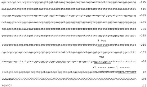 Structure Of The 5 Flanking Region The Dna Sequence Of The 886 Bp Download Scientific Diagram