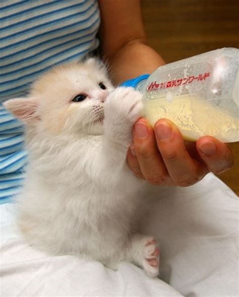 Kitty Loves His Bottle So Much He Demands His Bottle Meow Love Meow