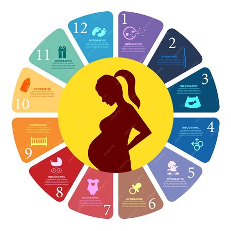 Premium Vector Pregnancy Infographics