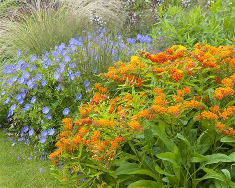 Asclepias Tuberosa Butterfly Weed Bare Roots Buy Orange Milkweed