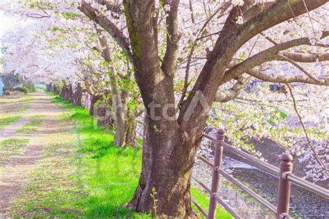 東川の桜並木 No 写真素材なら写真AC無料フリーダウンロードOK