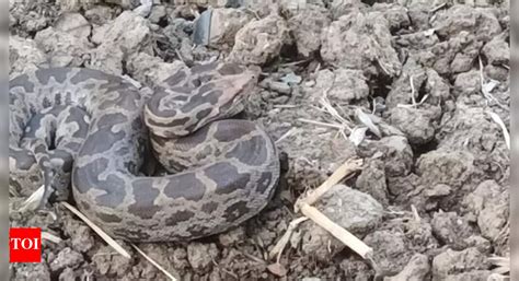 Python Rescued Ranchi News Times Of India