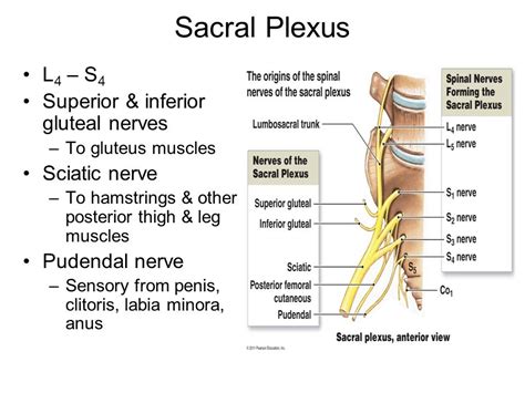 Sacral Plexus Complete Diagram Quizlet