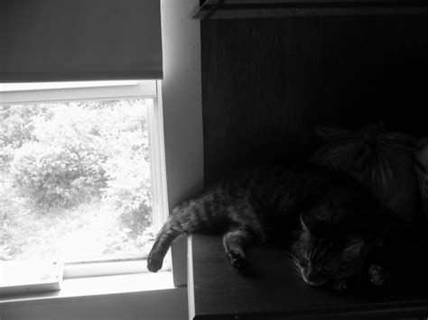 Kitty And A Window By Wlevans