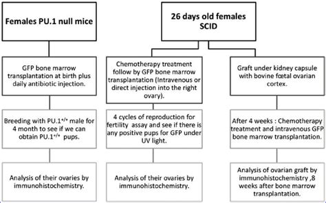 Schematic Representation Of The Experimental Protocol Download Scientific Diagram