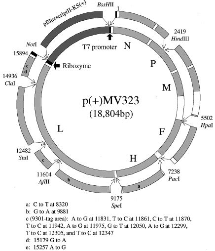 Using A Primer Containing A Bss Hii Site And T7 Promoter Sequence Download Scientific Diagram