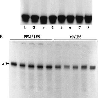 Sex And GH Dependent Binding Of Liver Nuclear Proteins To The CYP C Download Scientific