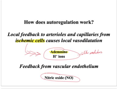 CV Pathophysiology Flashcards Quizlet