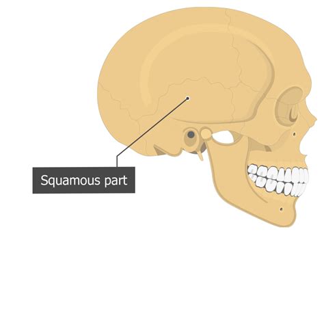 Occipital Bone Squamous Part Skull Anatomy Revision Anatomystuff