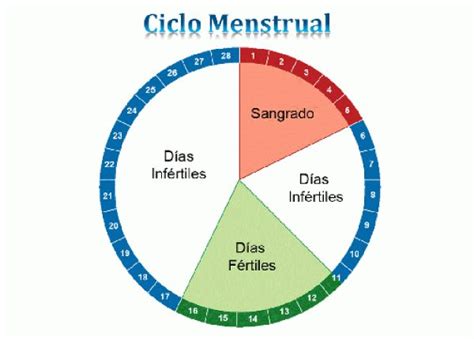 ¿cómo Se Calculan Los Días Fértiles De La Mujer Clínica De