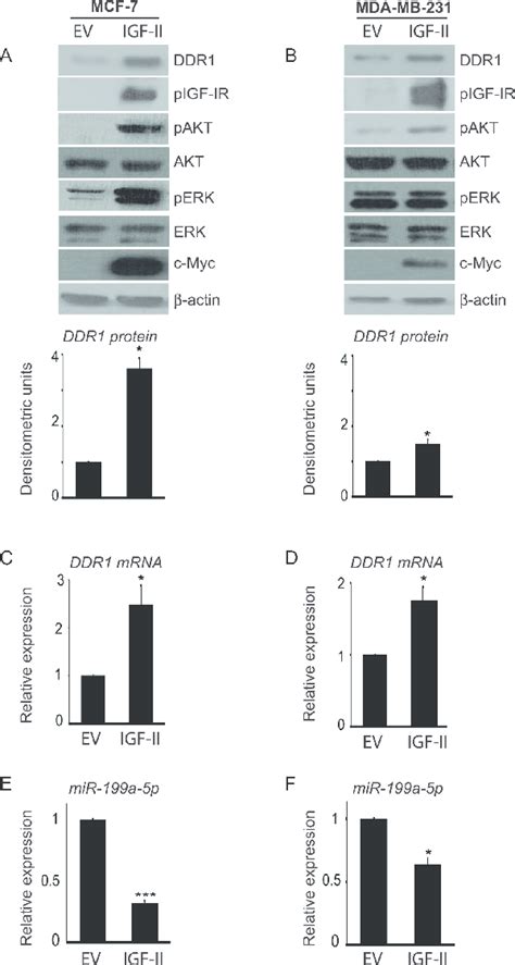 Autocrine Igf Ii Markedly Upregulates Ddr1 In Breast Cancer Cells Download Scientific Diagram