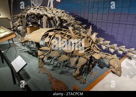 Reconstructed Skeleton Of An Gastonia Burgei An Armor Plated