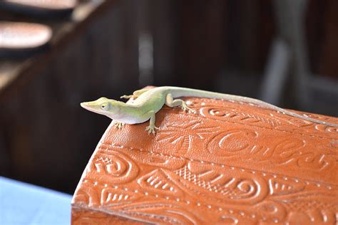 Cuban Gecko Photograph By Taylor Lamb Pixels