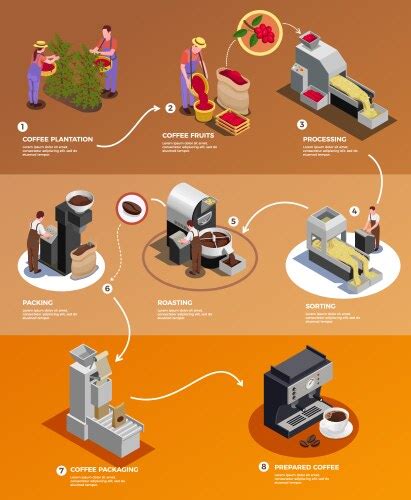 Coffee Processing Step Royalty Free Vector Image