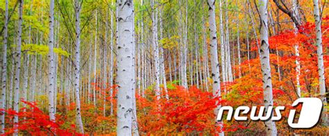 깊어가는 가을 단풍과 자작나무 뉴스1