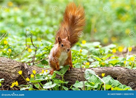 A Squirrel Scientific Name Sciurus Stands In The Grass Squirrel In