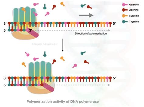 Multifunctional Dna Polymerase An Overview
