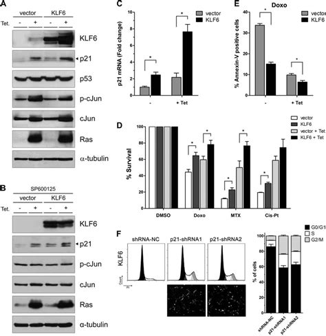 Klf6 Increases P21 Expression A Immunoblot Analysis Of Whole Cell