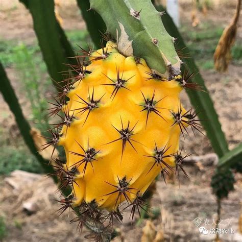 燕窝果树燕窝果第10页大山谷图库
