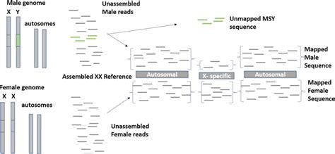 Depth Of Coverage Analysis To Find X Specific Sequence In A Female Download Scientific Diagram