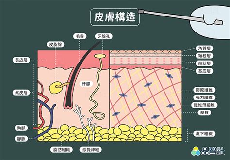 醫美到底打在皮膚哪一層？速解皮膚構造 保養正確才不浪費 Pinmed