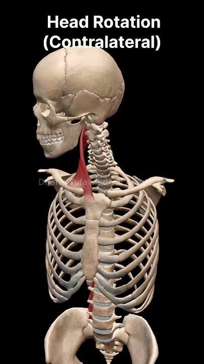 Head Rotation Contralateral Muscle Movement Anatomy Humanbody 3danimation Biology