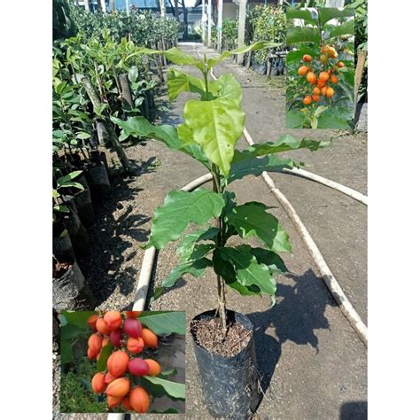 ต้นพีนัทบัตเตอร์หรือต้นเนยถั่ว ตอนกิ่ง สูง 40 50 ซม ผลสุกมีรสหวาน ออกดอกตลอดทั้งปี Shopee