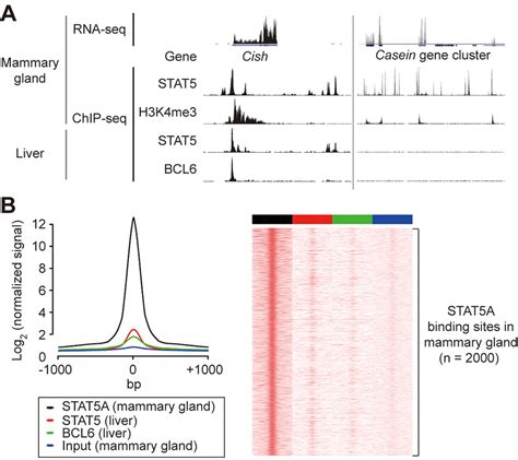 Ucsc Browser Snapshot Of Rna Seq And Stat5 Chip Seq Performed In Mouse Download Scientific
