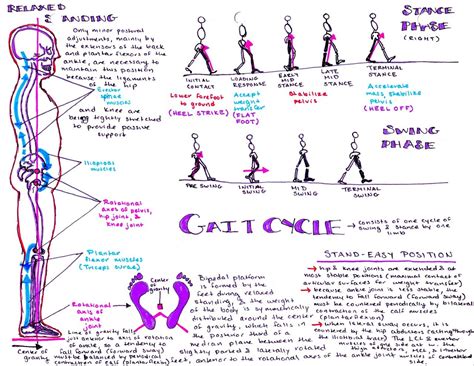The Gait Cycle Medical Student Study Med School Study Medical Mnemonics